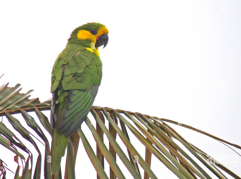 loro-orejiamarillo-ognorhynchus-icterotis-una-especie-en-peligro-de ...